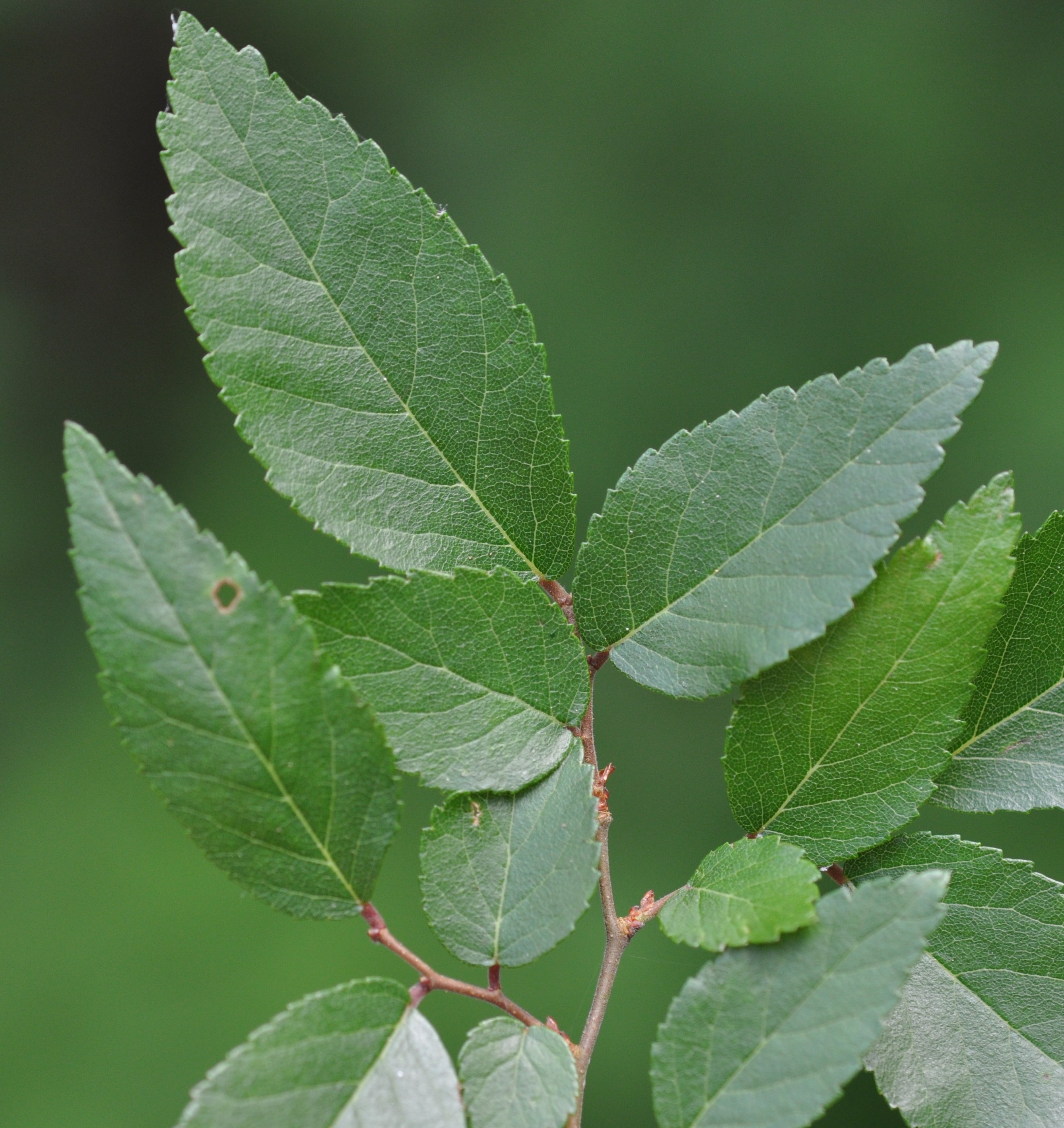 Plants of Louisiana