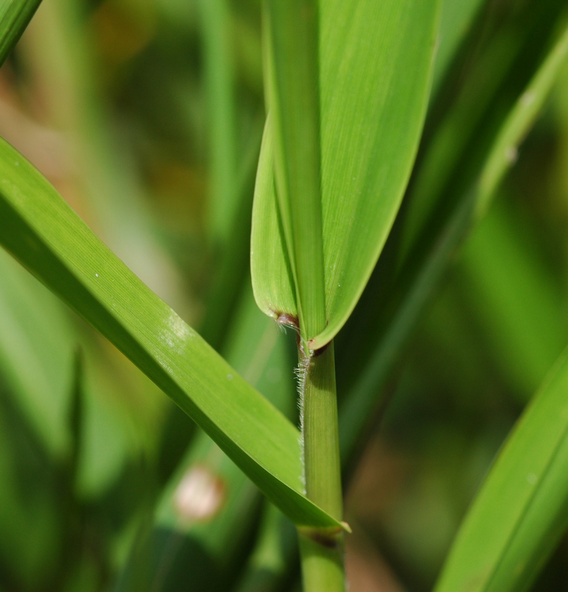 Plants of Louisiana